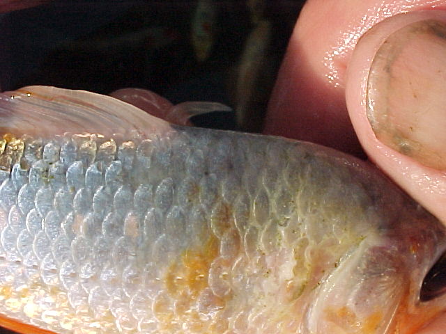 Scalded-looking koi KHV symptom - bonniesplants.com